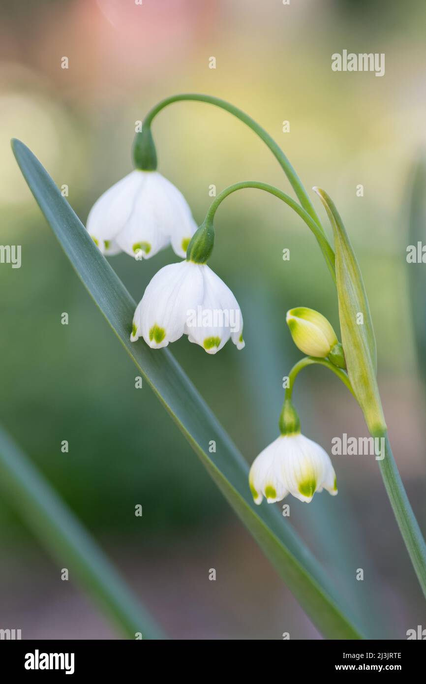 Summer snowflake grows from a bulb and is a beautiful addition to the ...