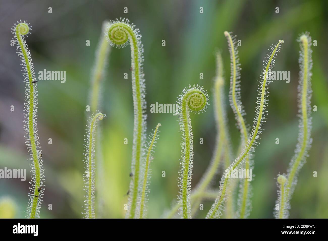The sticky stems of carnivorous Tracy's sundew unfurl like a fern Stock ...