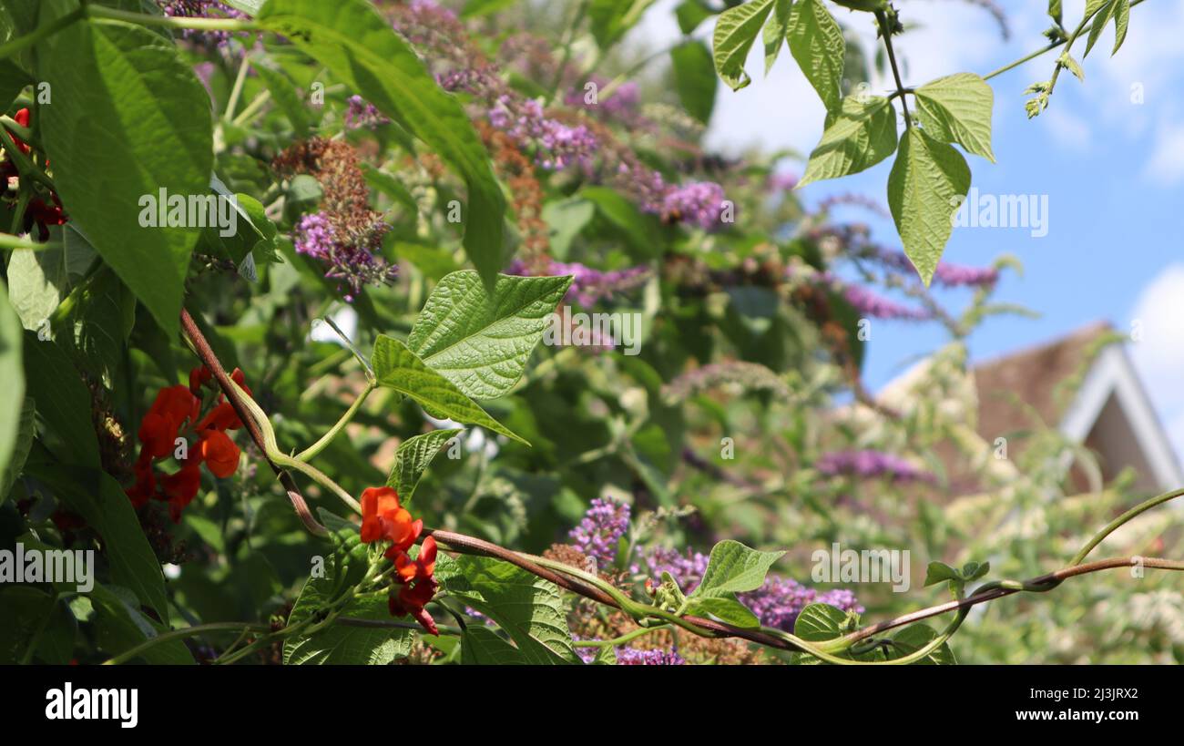 Red runner bean flowers in front of purple buddleja davidii Stock Photo ...