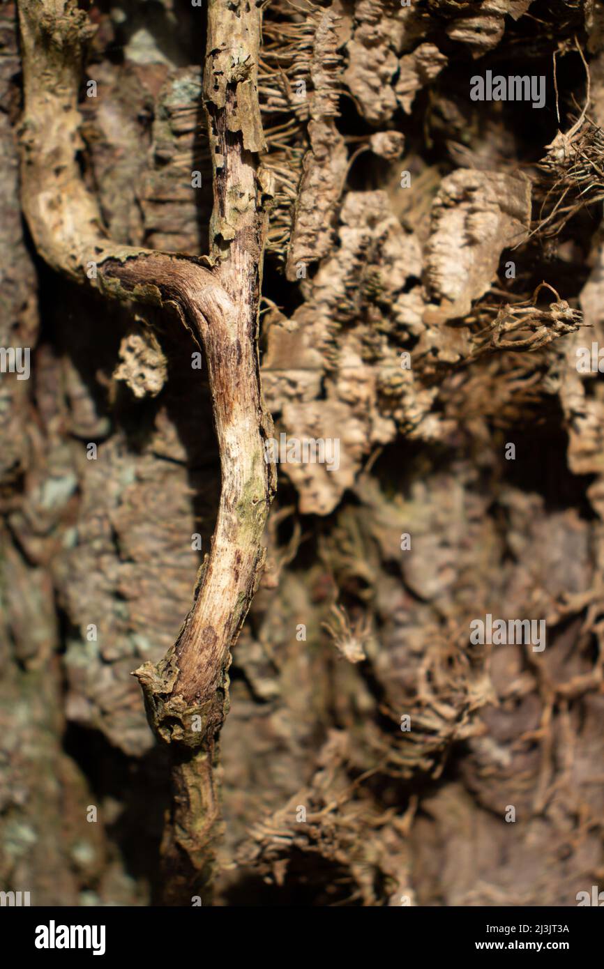 brown tree bark with old and decaying ivy Stock Photo - Alamy