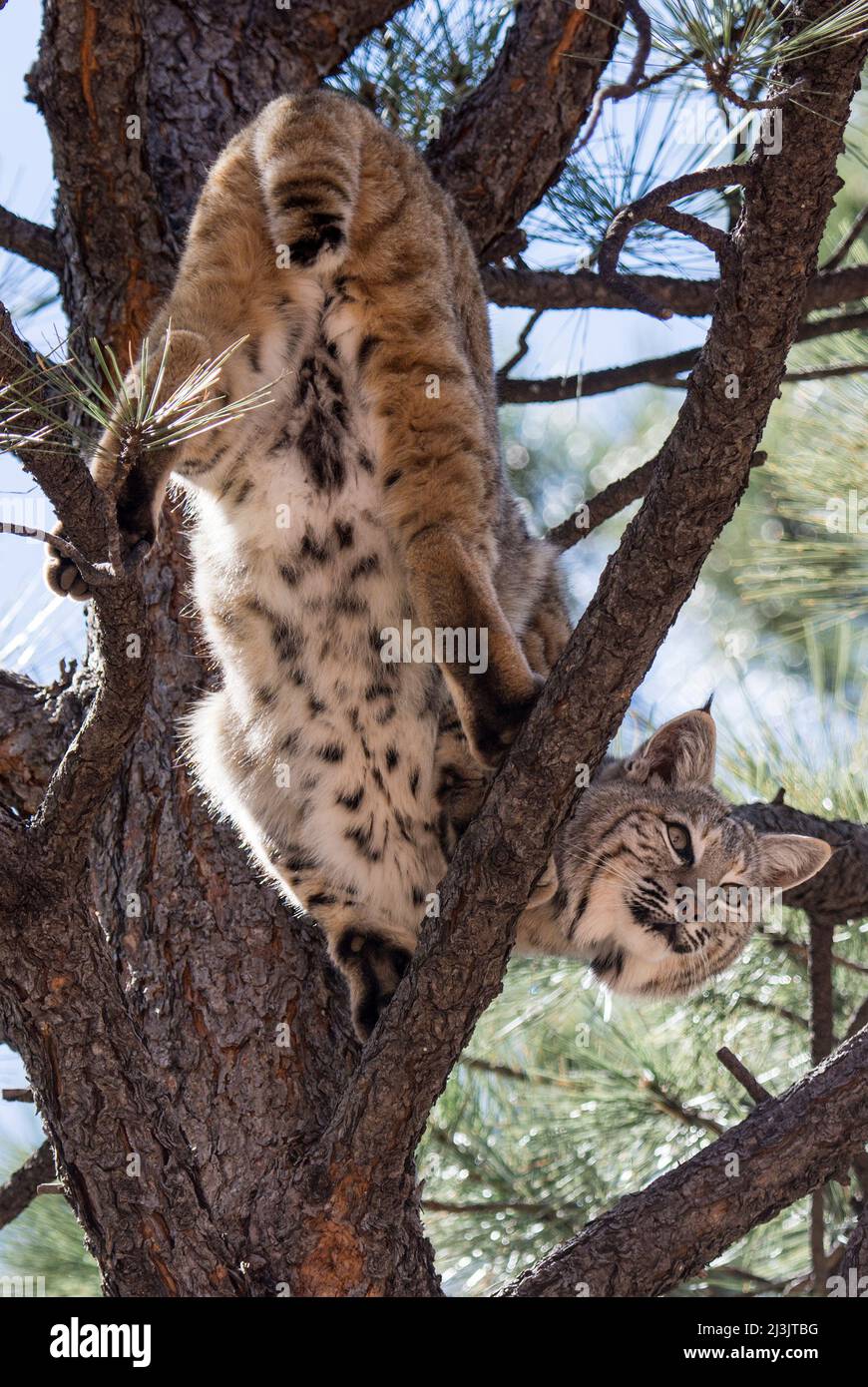 Arizona lynx hi-res stock photography and images - Alamy