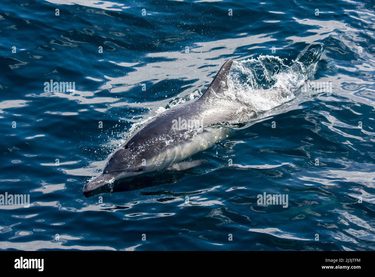 Common Dolphin, Delphinus delphis, Channel Islands National Park ...
