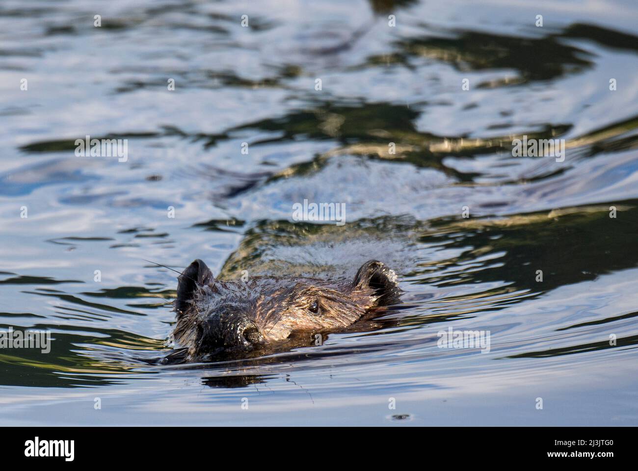 American Beaver, Castor Canadensis, Forillon National Park, Quebec ...