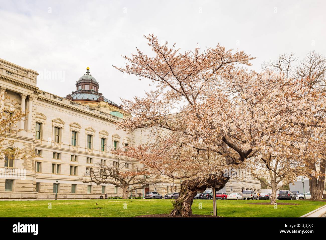 Exterior view of the Library of Congress with cherry tree blossom at ...