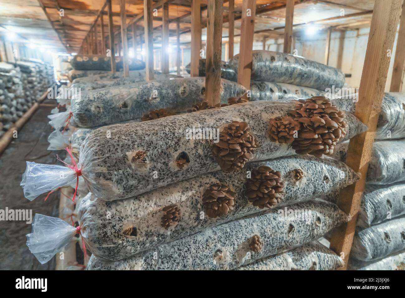 Mushroom Farm, cultivation and growing fungus in organic soil material ...