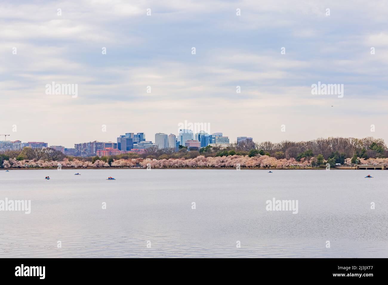 Beautiful skyline of downtown with cherry blossom at Washington DC ...