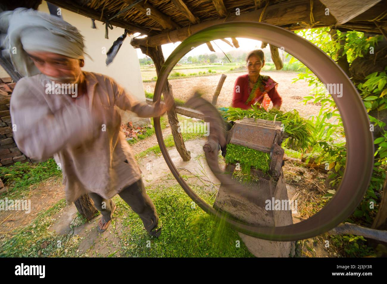 Cutting cattle fodder old style at Chotti Haldwani, JIm Corbett village ...