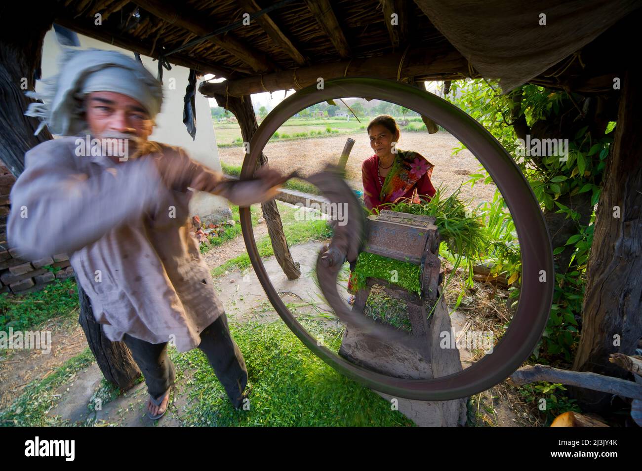 Cutting cattle fodder old style at Chotti Haldwani, JIm Corbett village ...