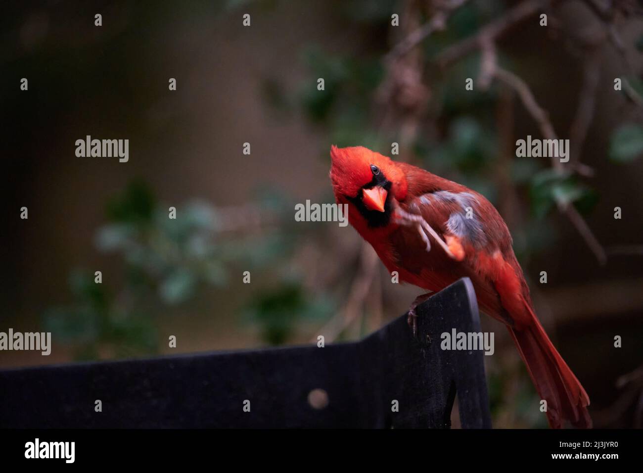 Northern Red Cardinal Stock Photo - Alamy