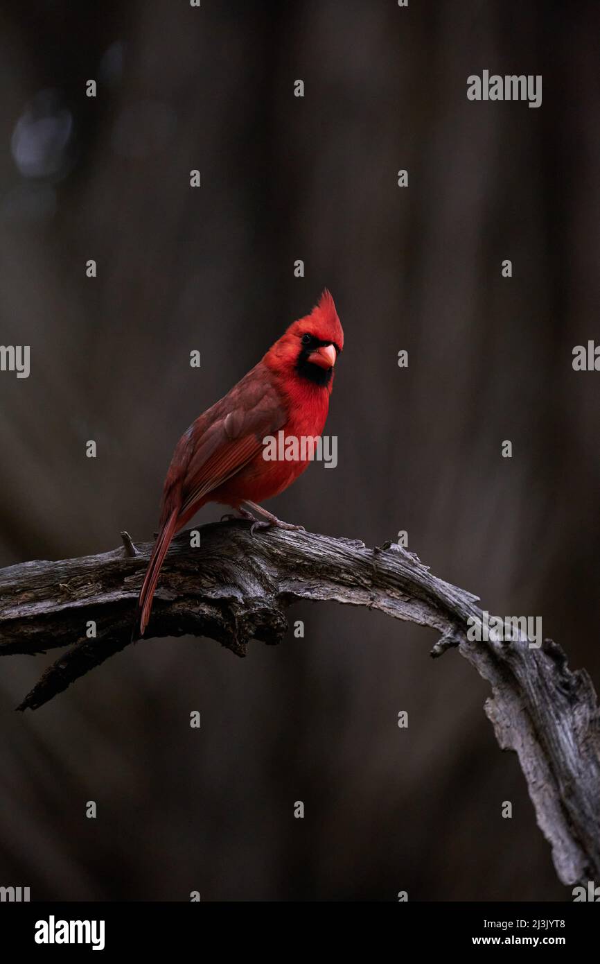 Northern Red Cardinal Stock Photo - Alamy