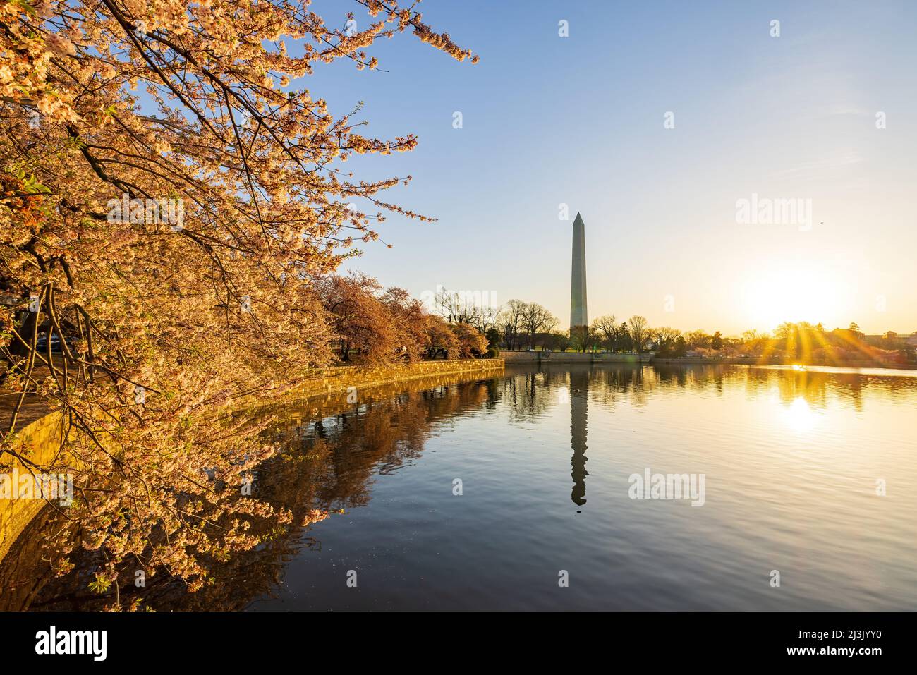 Sun rise view of the Washington Monument with cherry blossom at ...