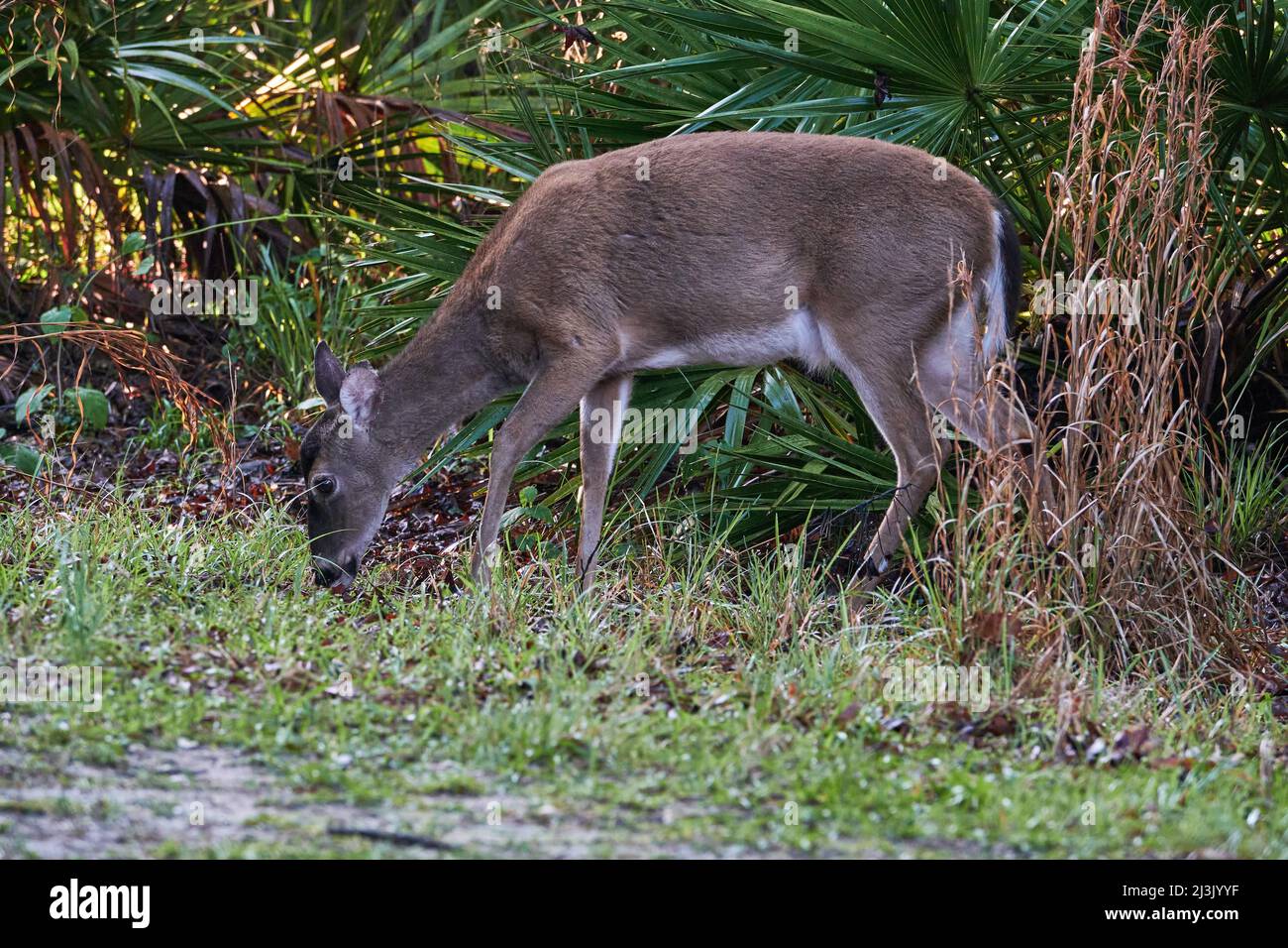 Florida manatee eating hi-res stock photography and images - Alamy