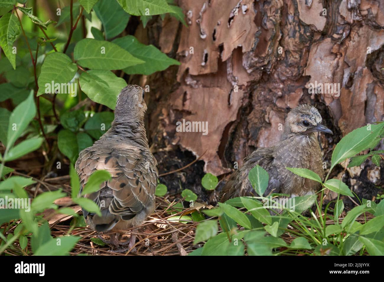 Juvenile doves hi-res stock photography and images - Alamy