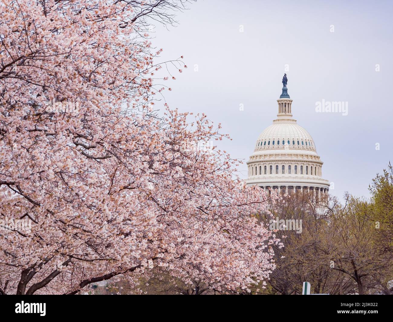 Overcast view of the United States Capitol with Cherry tree blossom at ...