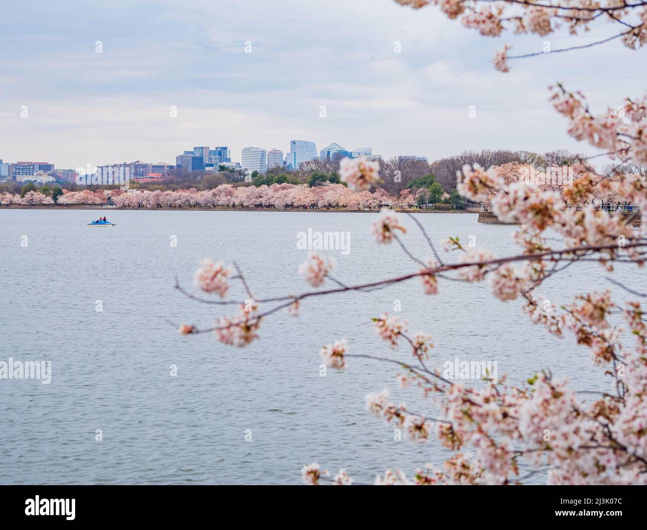 Beautiful skyline of downtown with cherry blossom at Washington DC ...