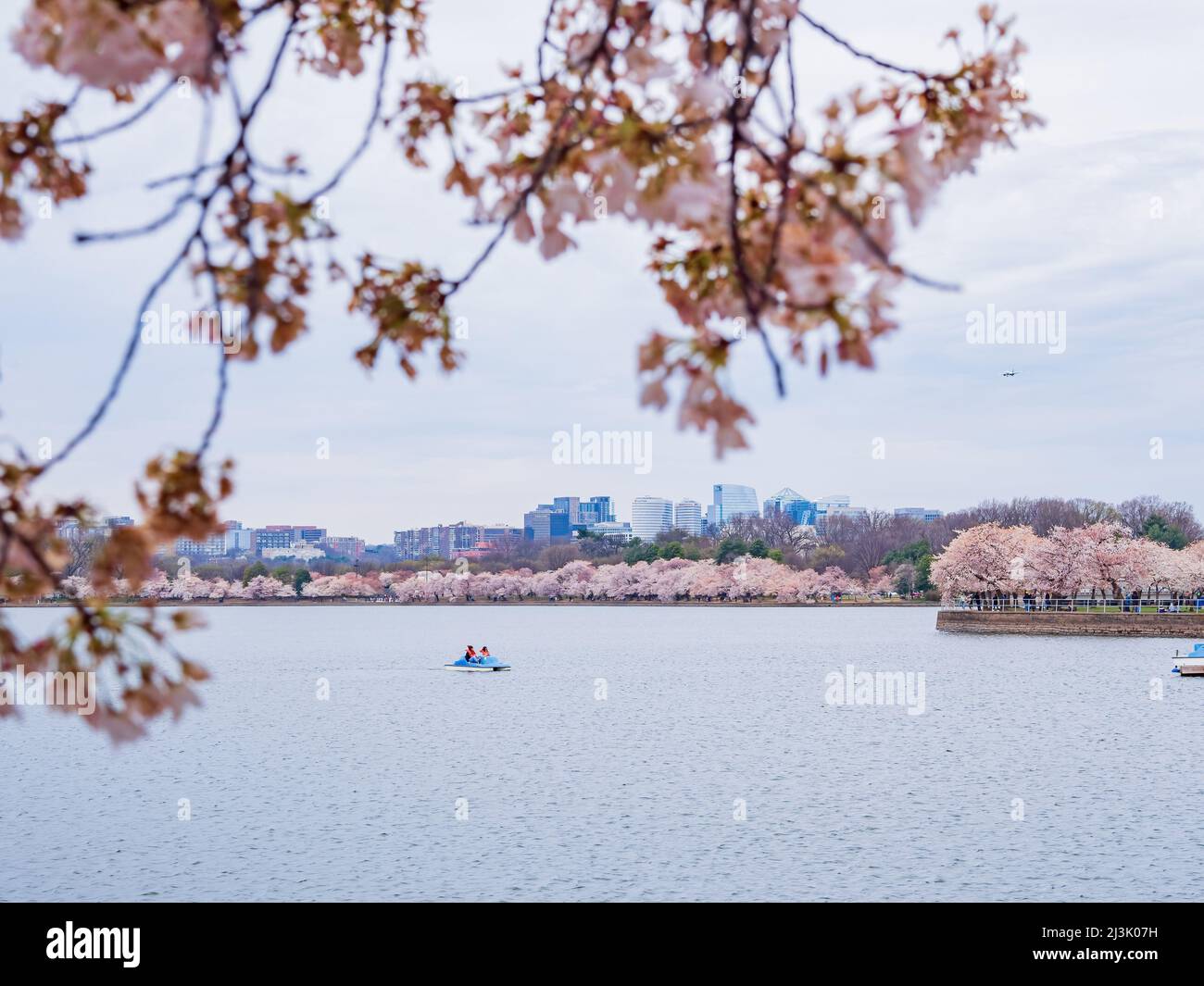 Beautiful skyline of downtown with cherry blossom at Washington DC ...