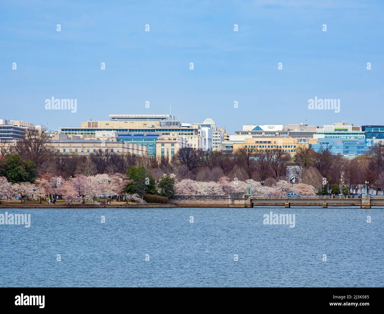 Beautiful skyline of downtown with cherry blossom at Washington DC ...