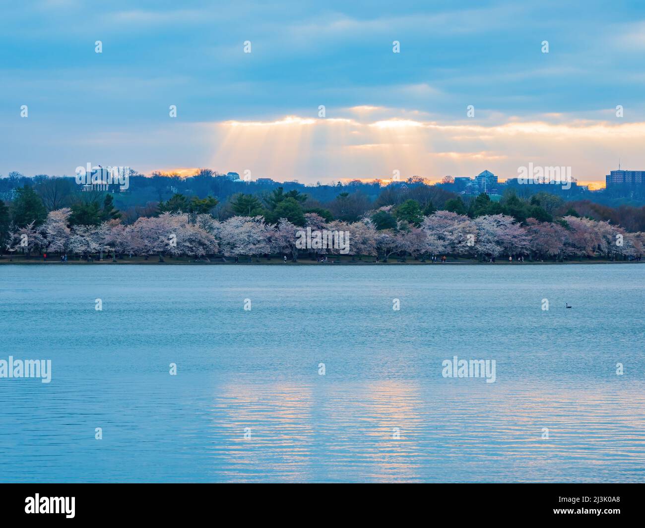Beautiful sunset skyline of downtown with cherry blossom at Washington ...