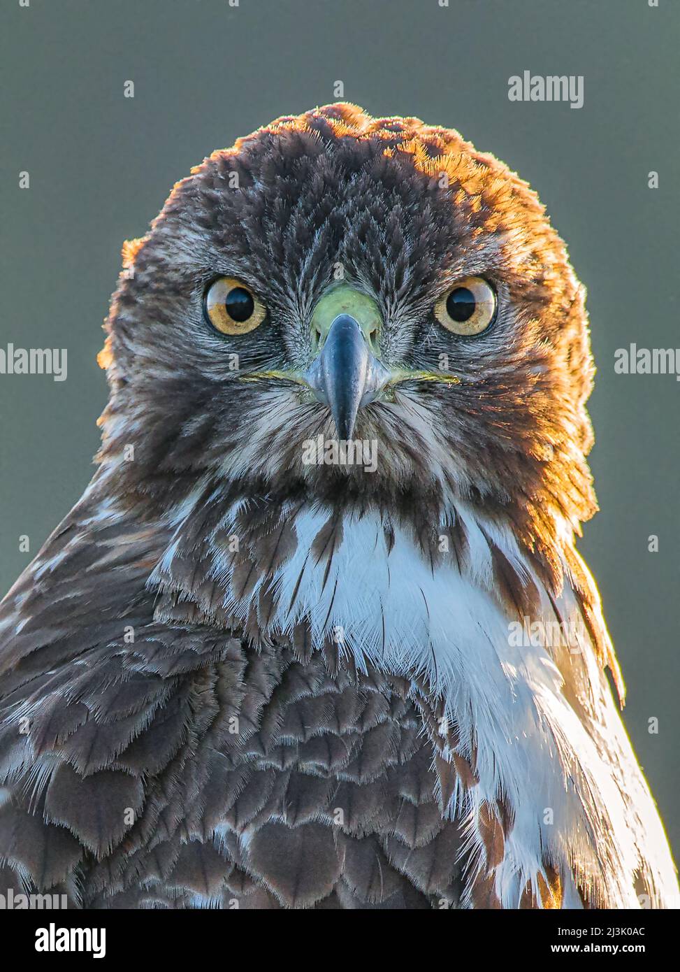Direct frontal front view hi-res stock photography and images - Alamy