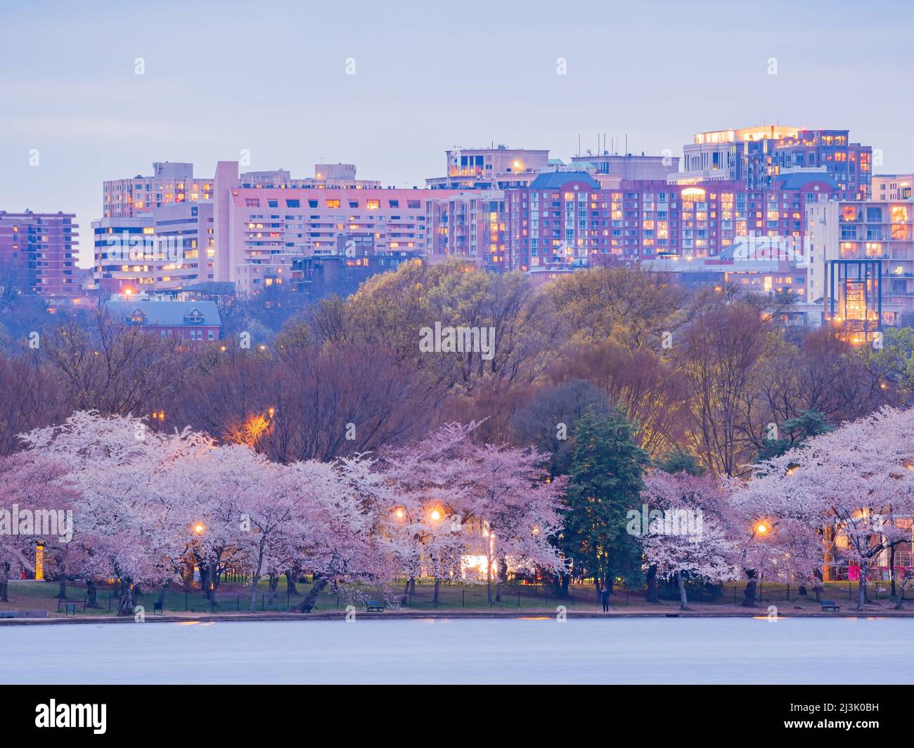 Beautiful sunset skyline of downtown with cherry blossom at Washington ...