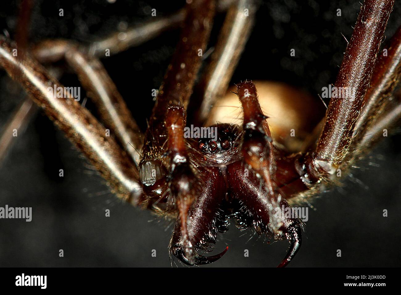 Spider mandibles hi-res stock photography and images - Alamy