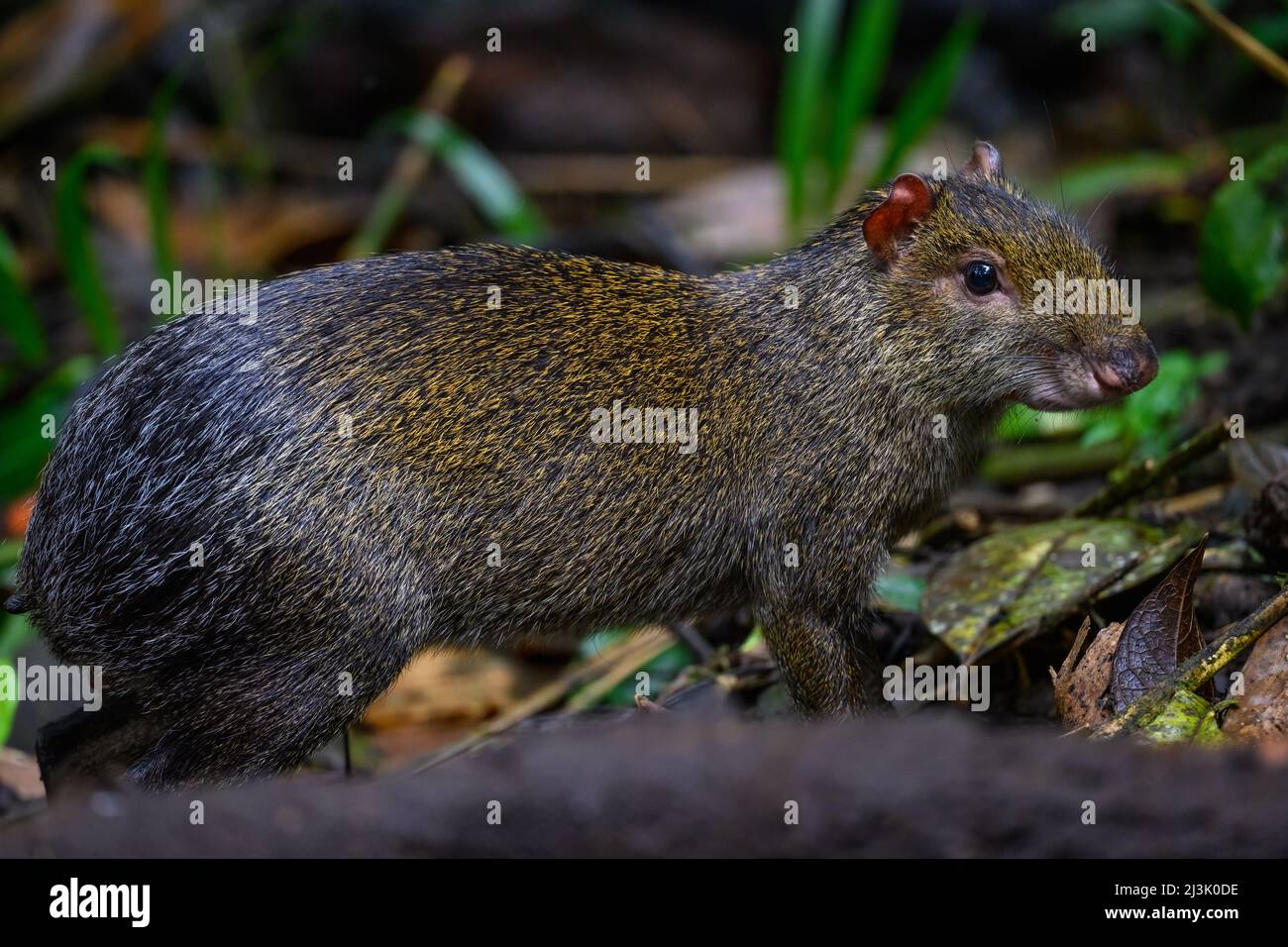 A Black Agouti (Dasyprocta fuliginosa) foraging in forest. Colombia ...