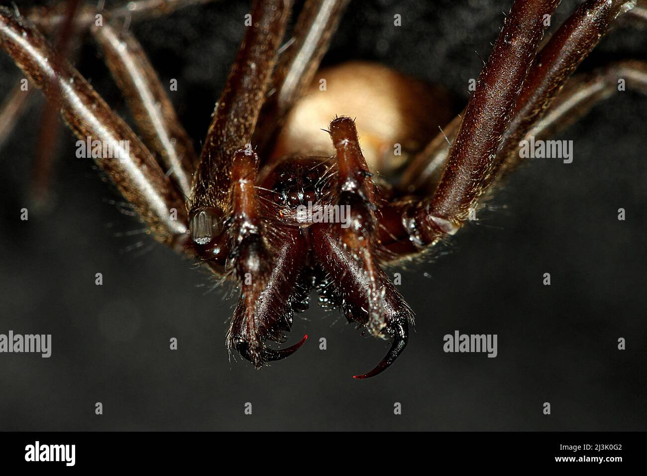 Macro image head of Sheetweb spider (Cambridgia sp Stock Photo - Alamy