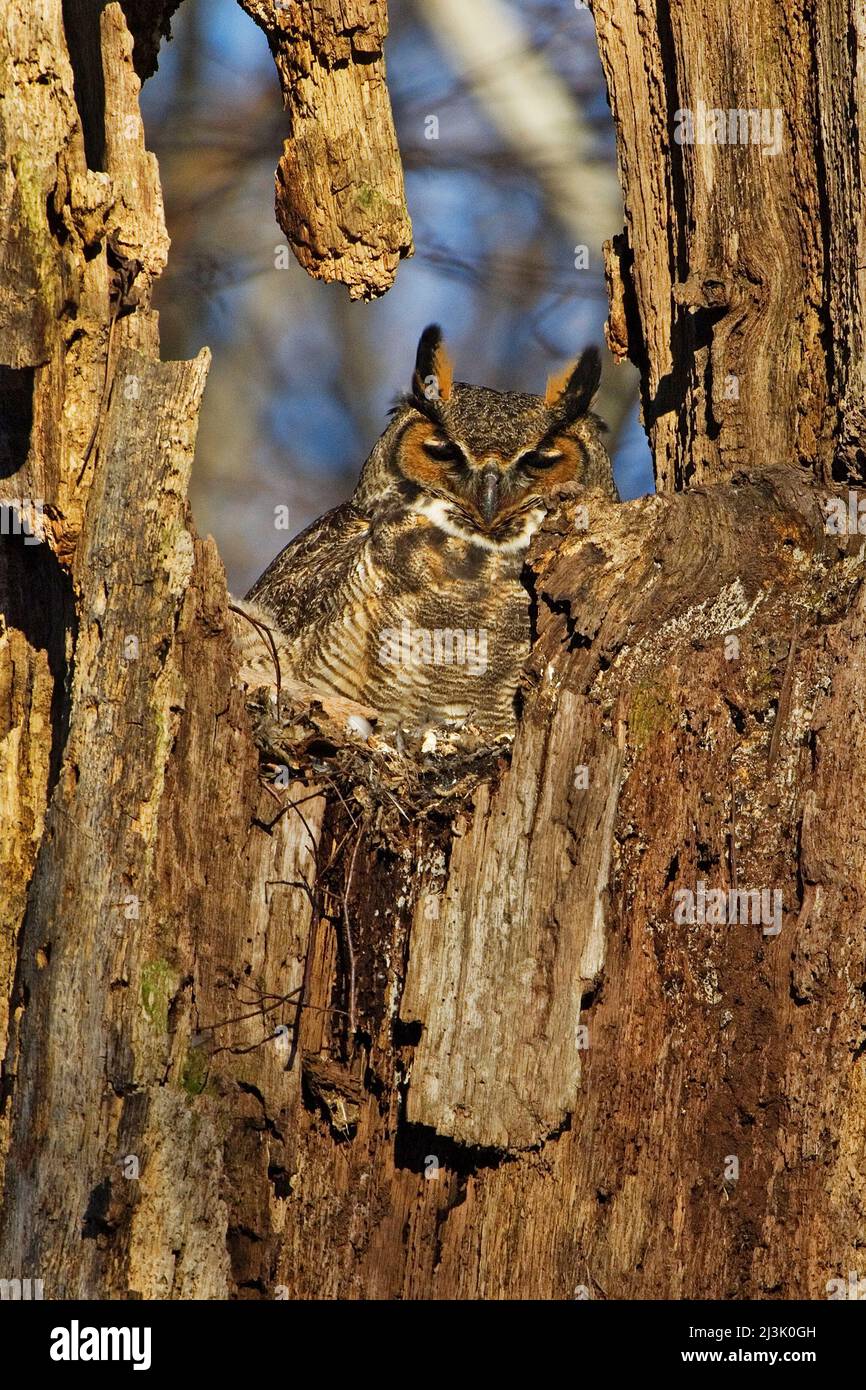 Adult Great horned owl with young Stock Photo - Alamy