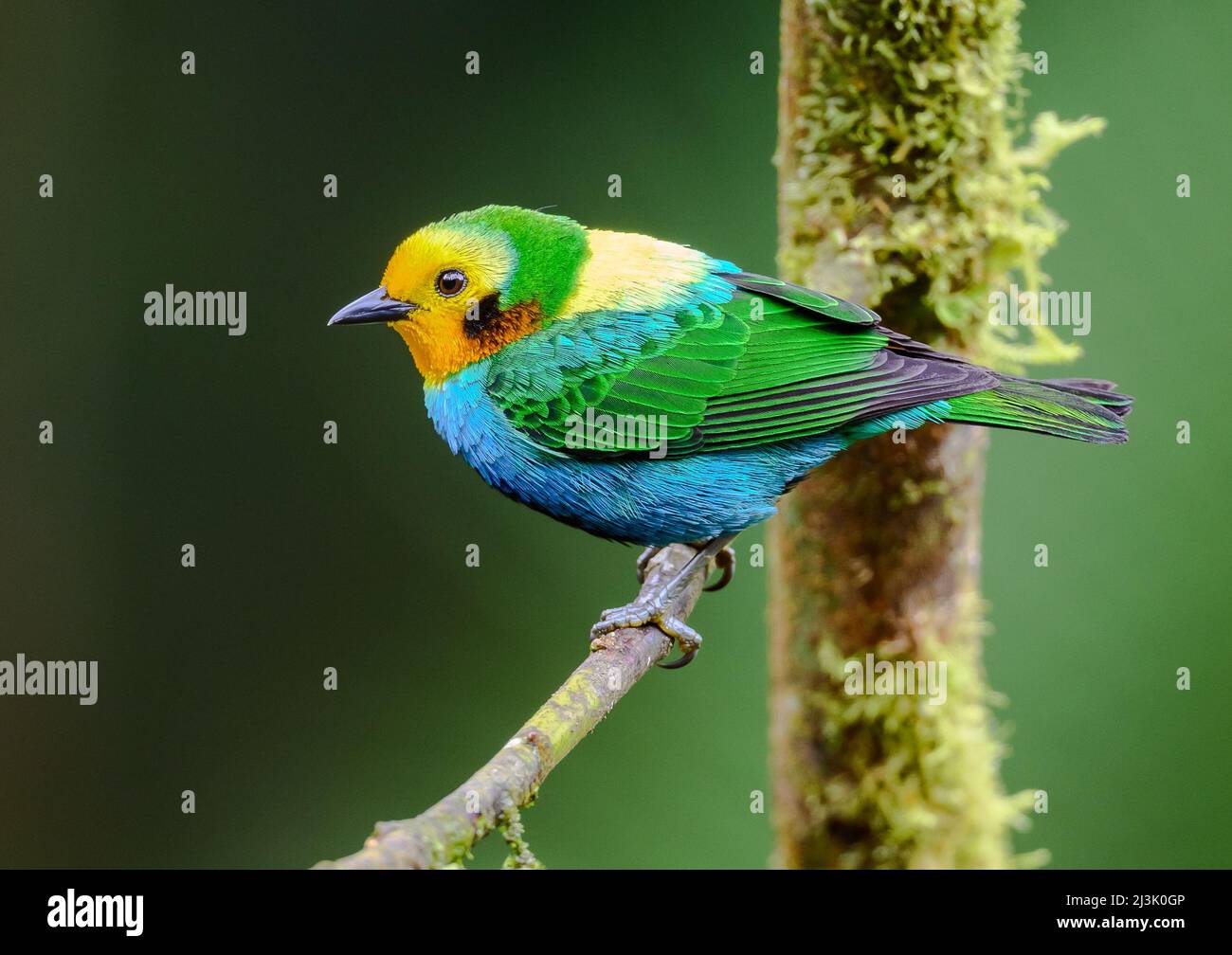 Multicolored tanager chlorochrysa nitidissima hi-res stock photography ...