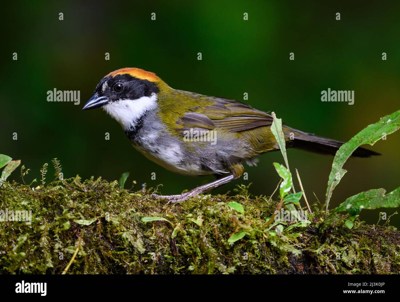 A Chestnut-capped Brushfinch (Arremon brunneinucha) foraging in forest ...