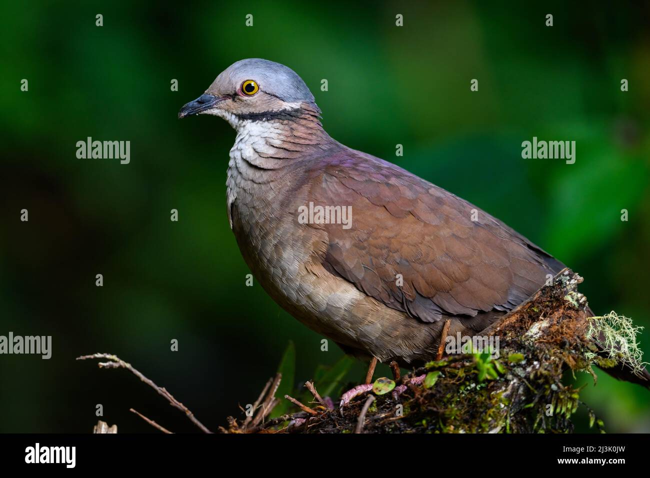 A White-throated Quail-Dove (Zentrygon frenata) foraging on forest ...