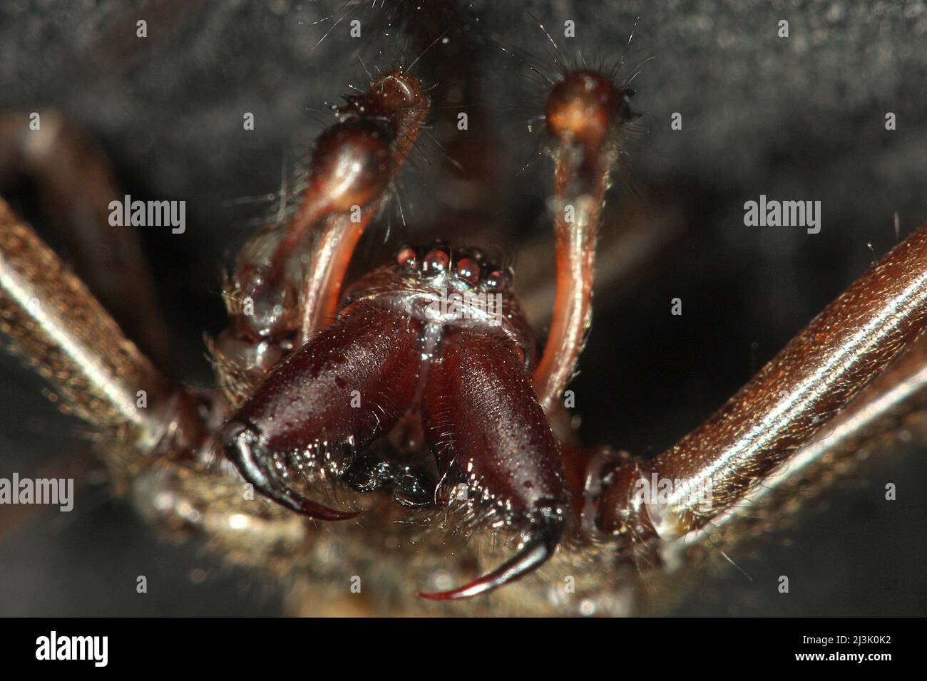 Spider mandibles hi-res stock photography and images - Alamy