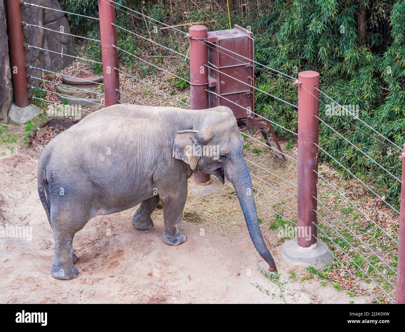 Close up shot of elephant in Smithsonian National Zoological Park at ...