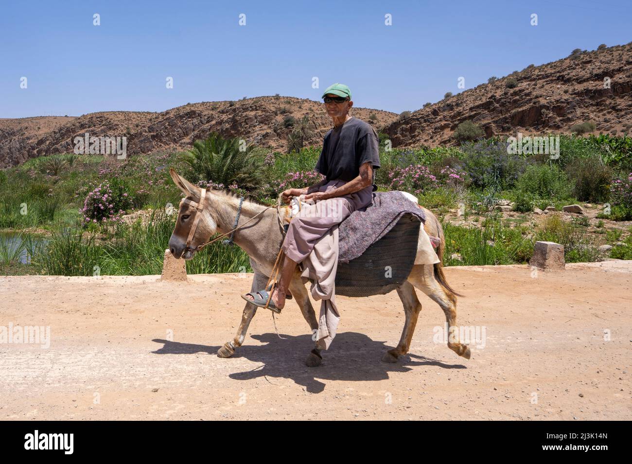 Senior man riding a donkey in the desert of Morocco; Massa Region ...