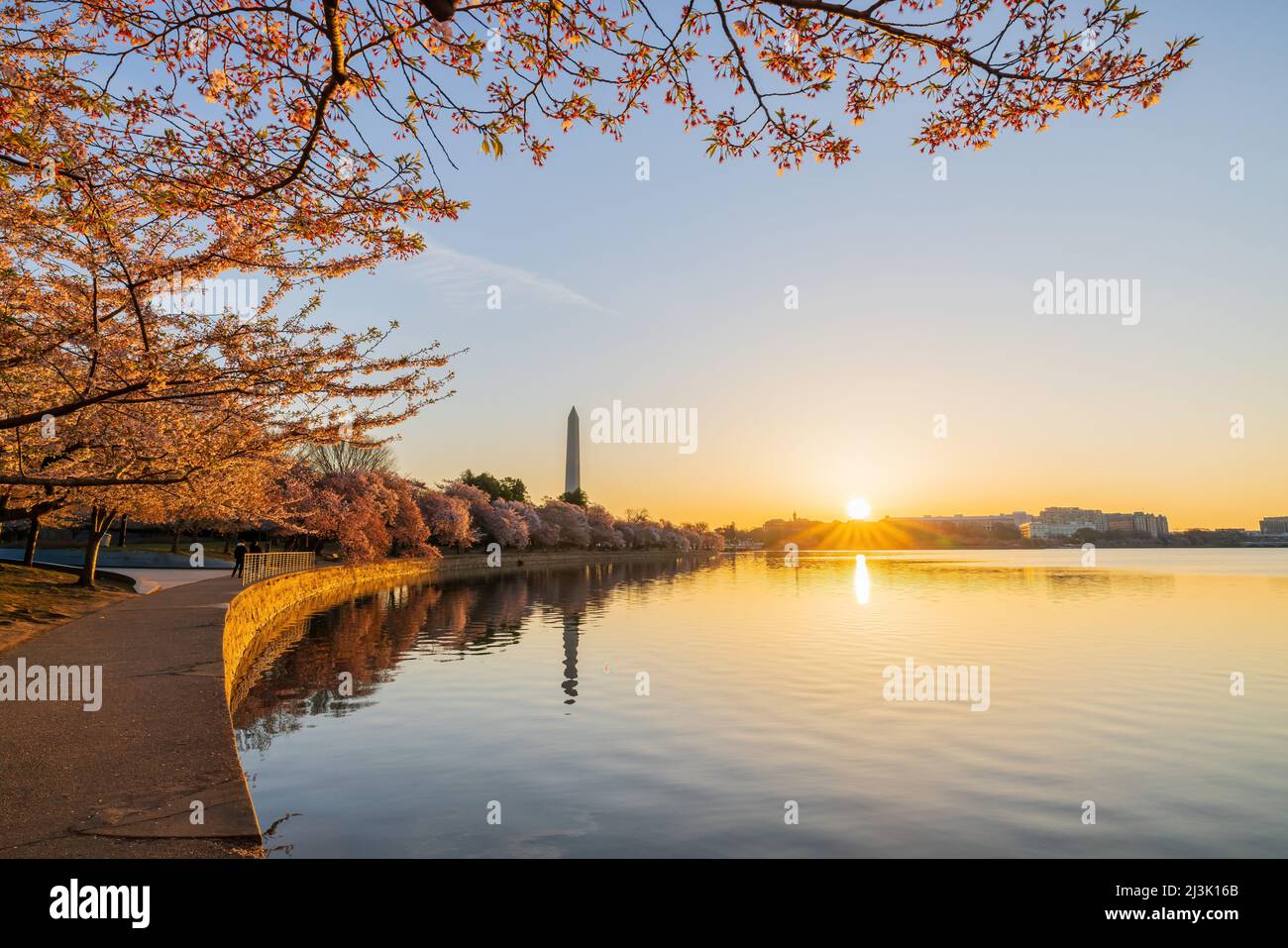 Sun rise view of the Washington Monument with cherry blossom at ...