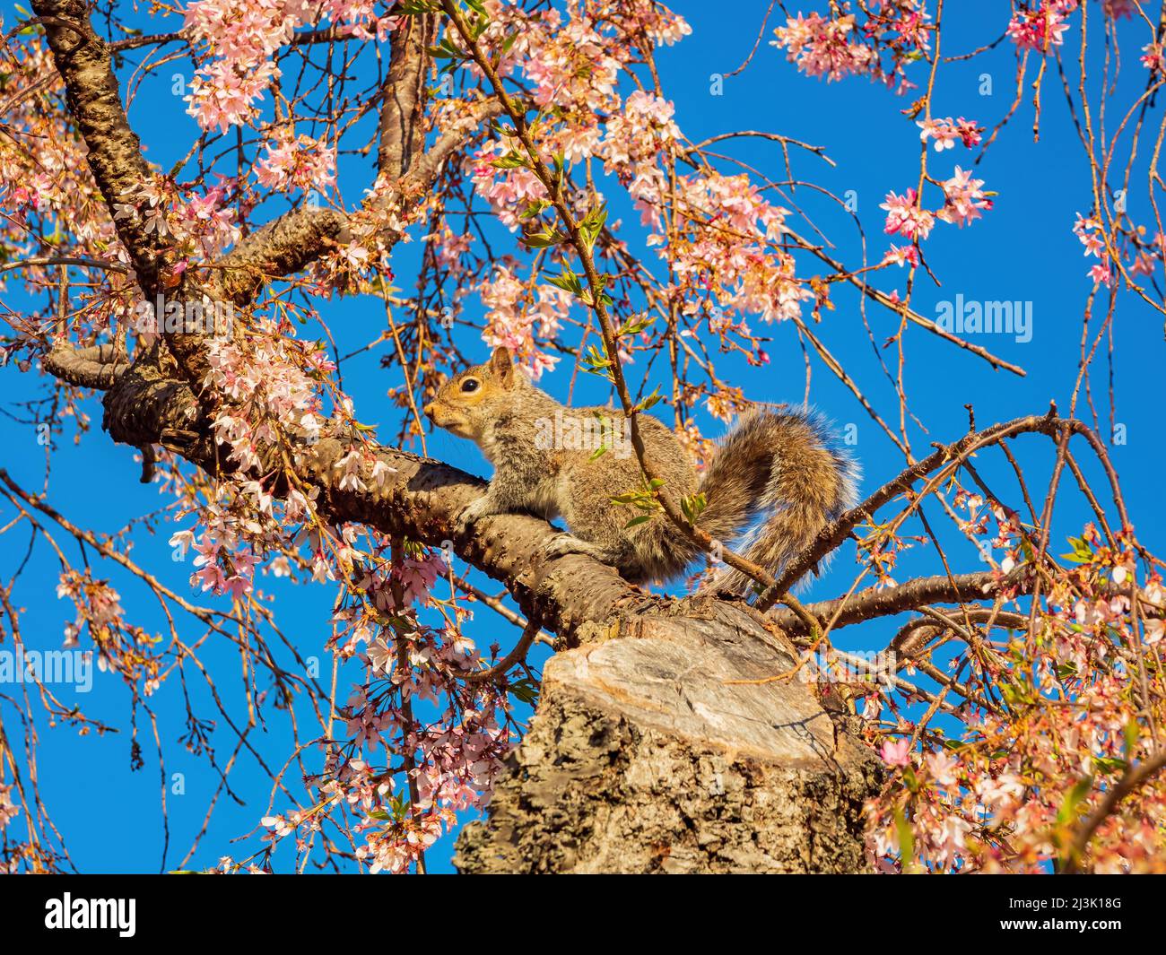 Washington dc wildlife hi-res stock photography and images - Alamy