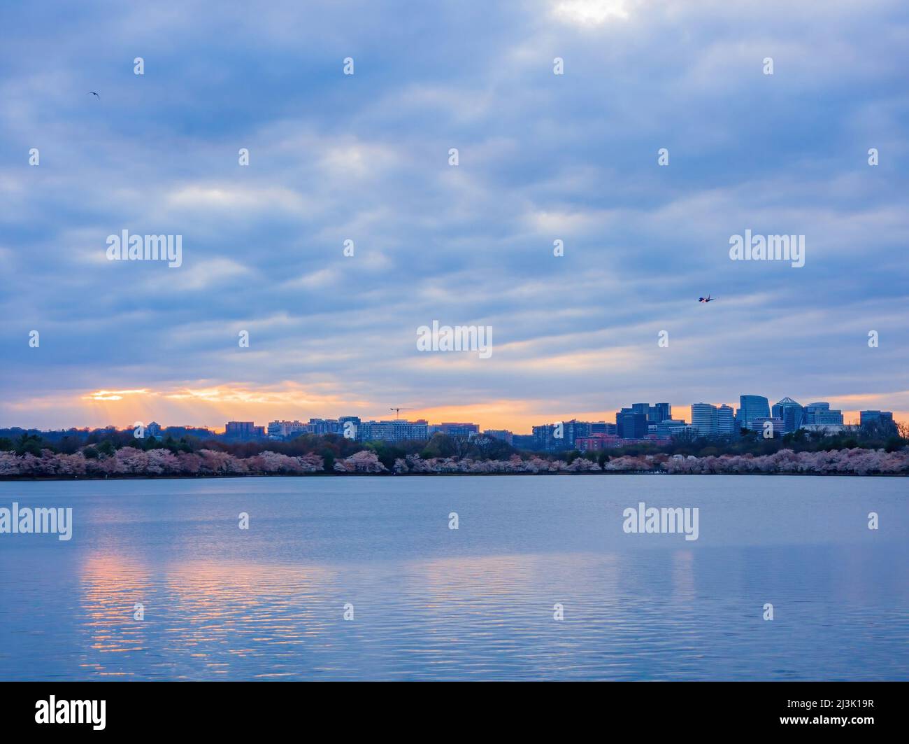 Beautiful sunset skyline of downtown with cherry blossom at Washington ...
