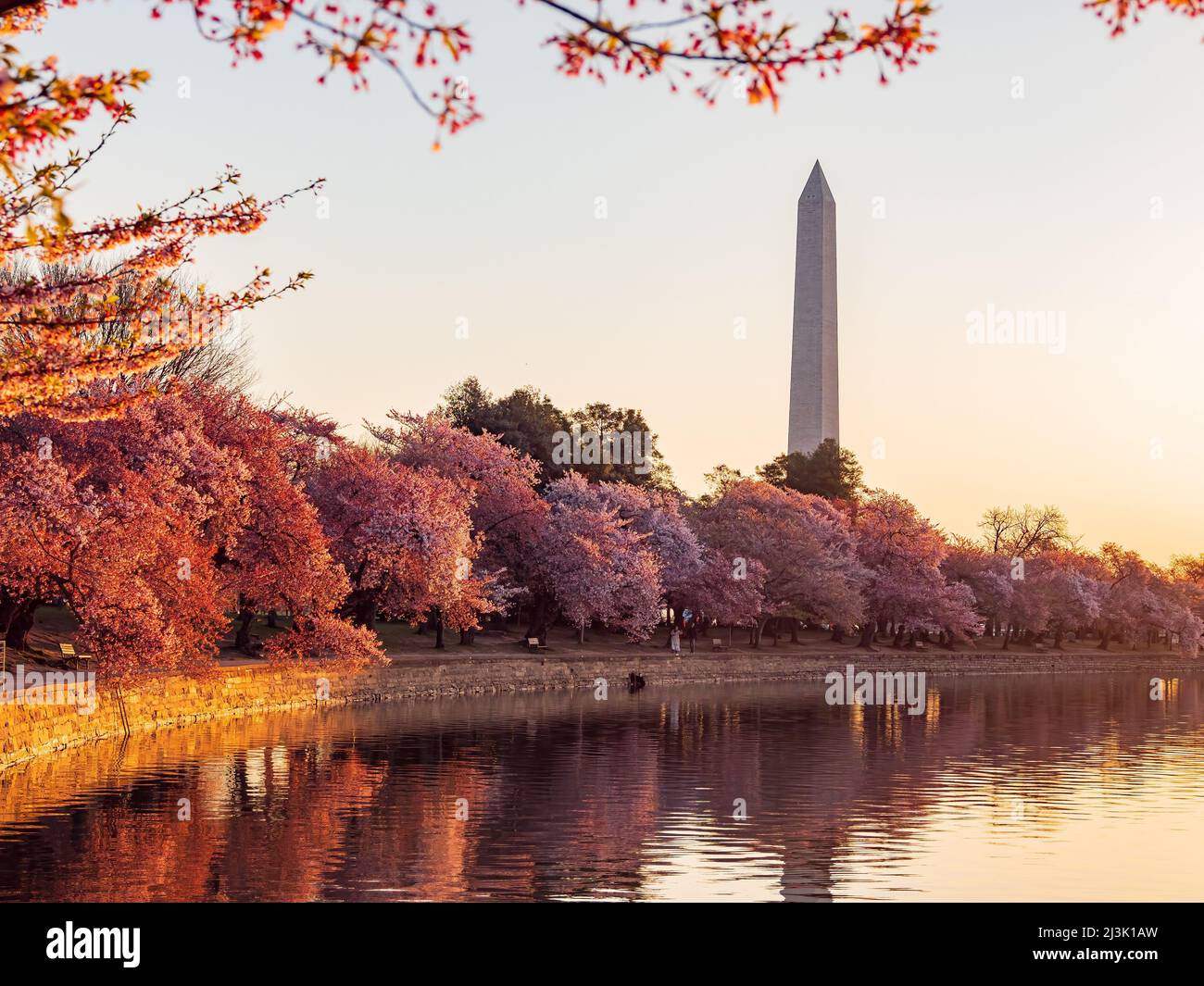 Sun rise view of the Washington Monument with cherry blossom at ...