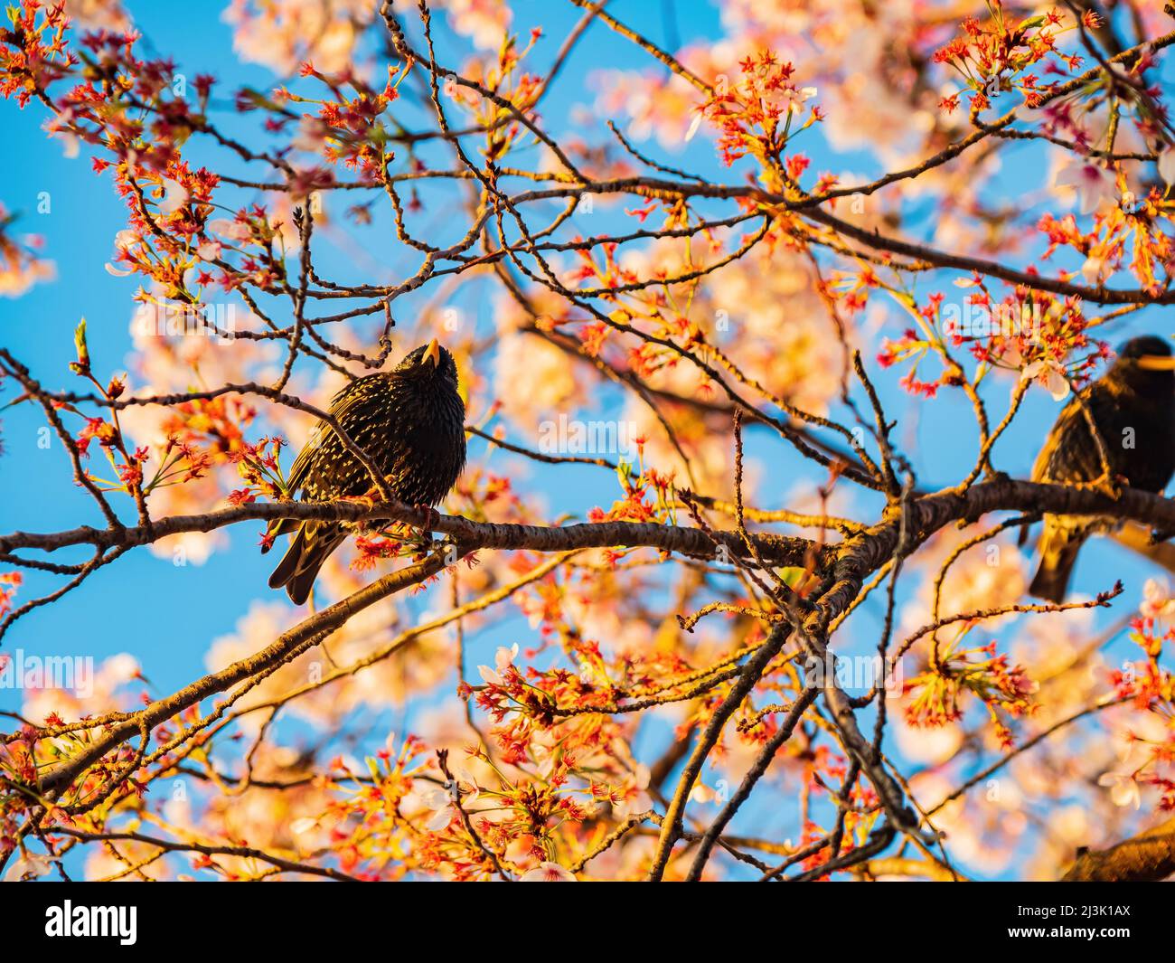 Close up shot of Common starling on cherry tree at Washington DC Stock ...