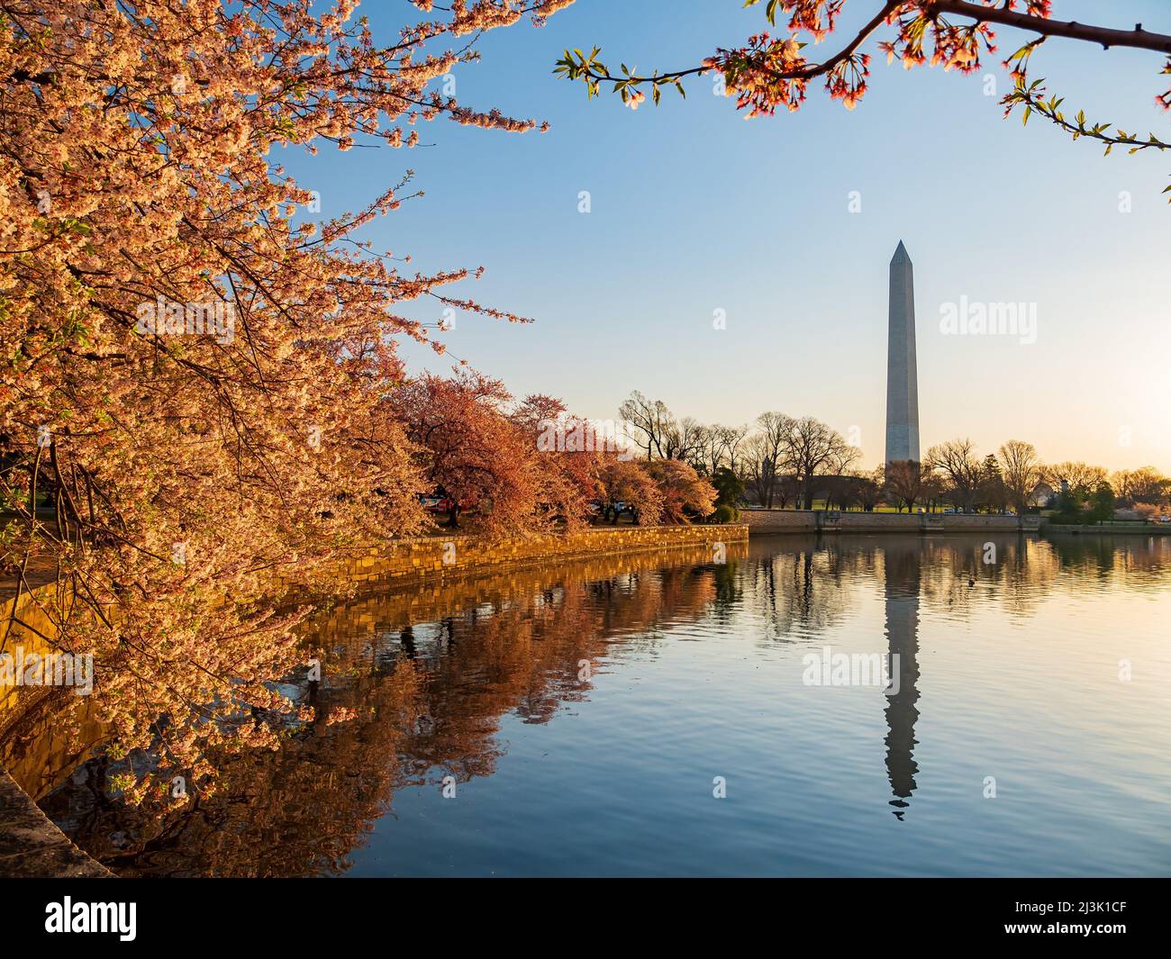 Sun rise view of the Washington Monument with cherry blossom at ...