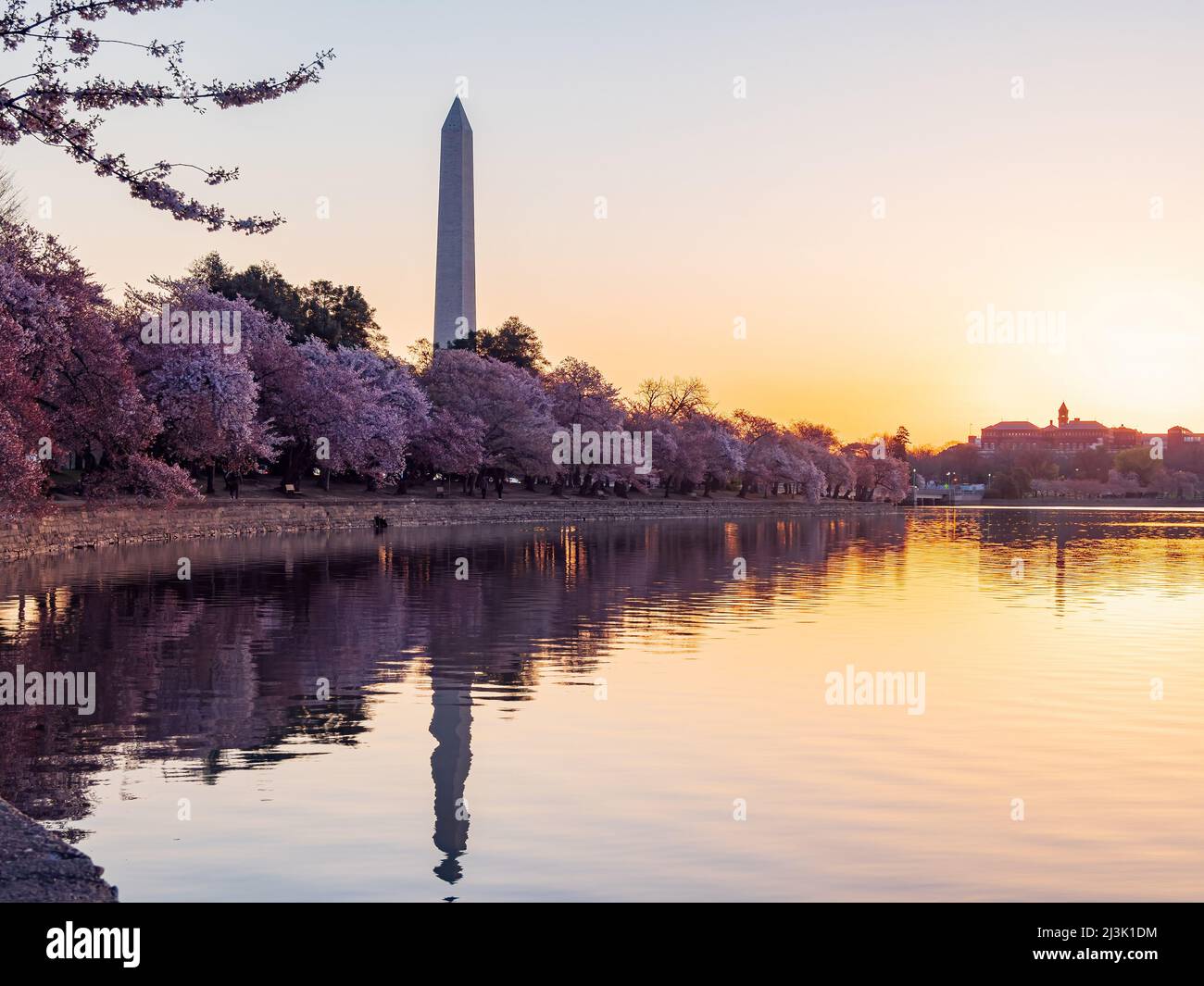 Sun rise view of the Washington Monument with cherry blossom at ...