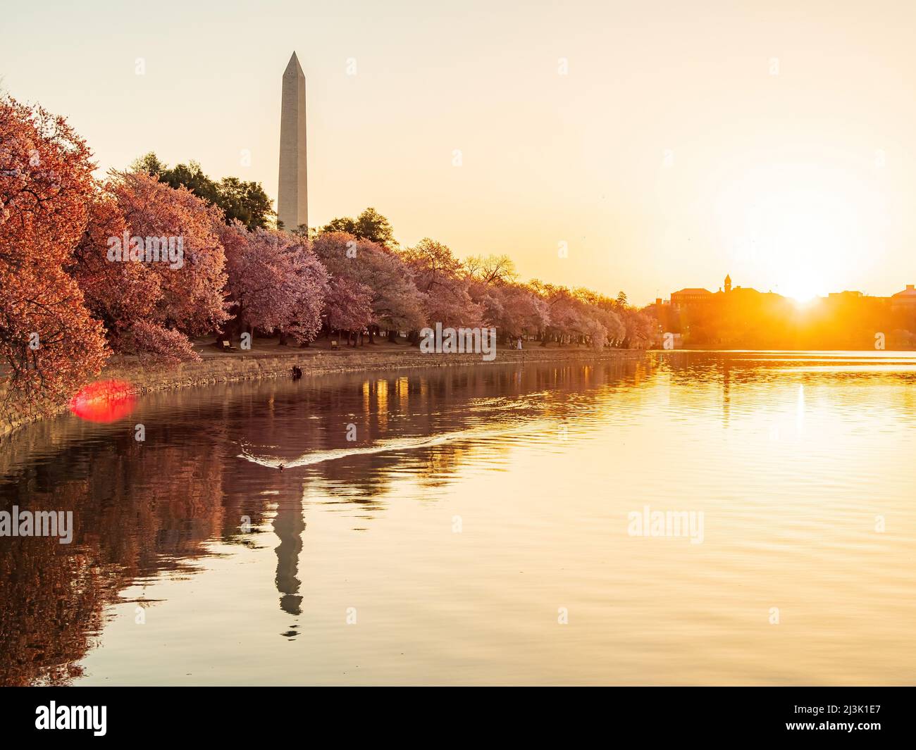 Sun rise view of the Washington Monument with cherry blossom at ...
