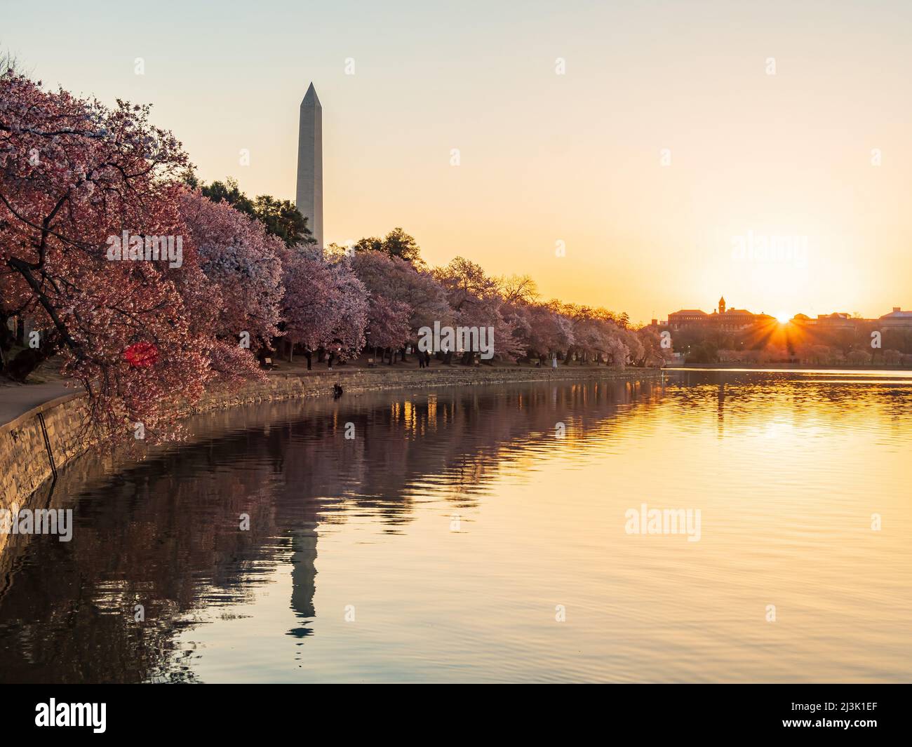 Sun rise view of the Washington Monument with cherry blossom at ...
