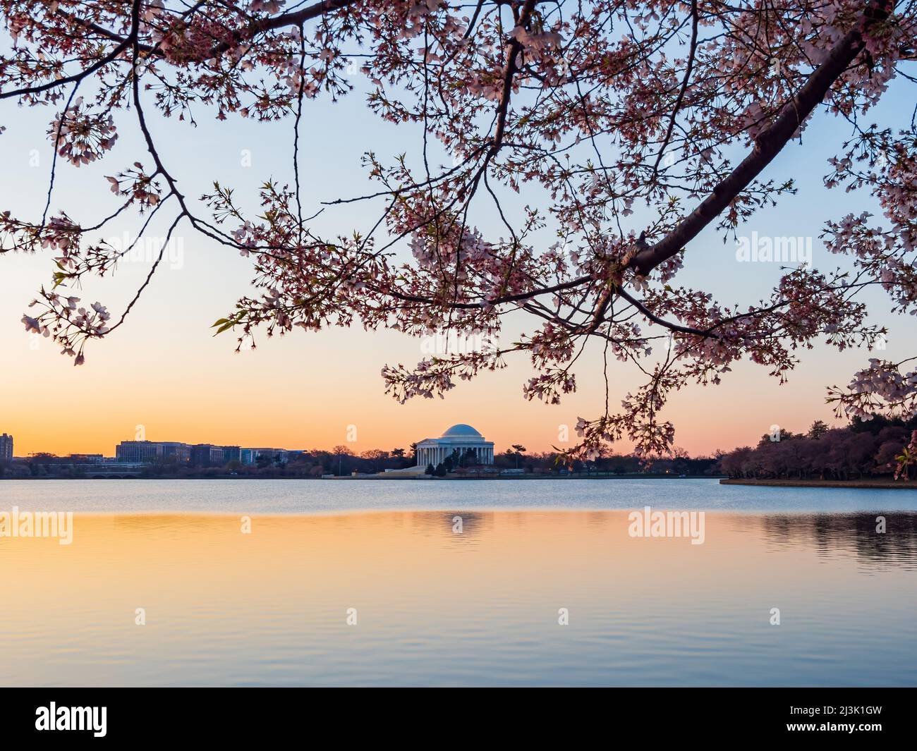 Sun rise view of the Thomas Jefferson Memorial with cherry blossom at ...