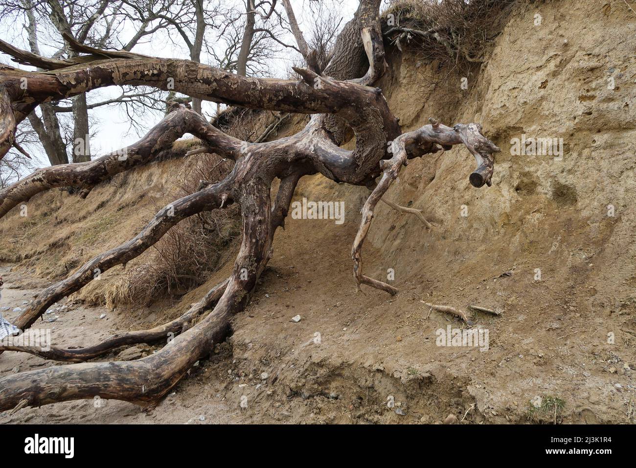 Overturned tree hi-res stock photography and images - Alamy