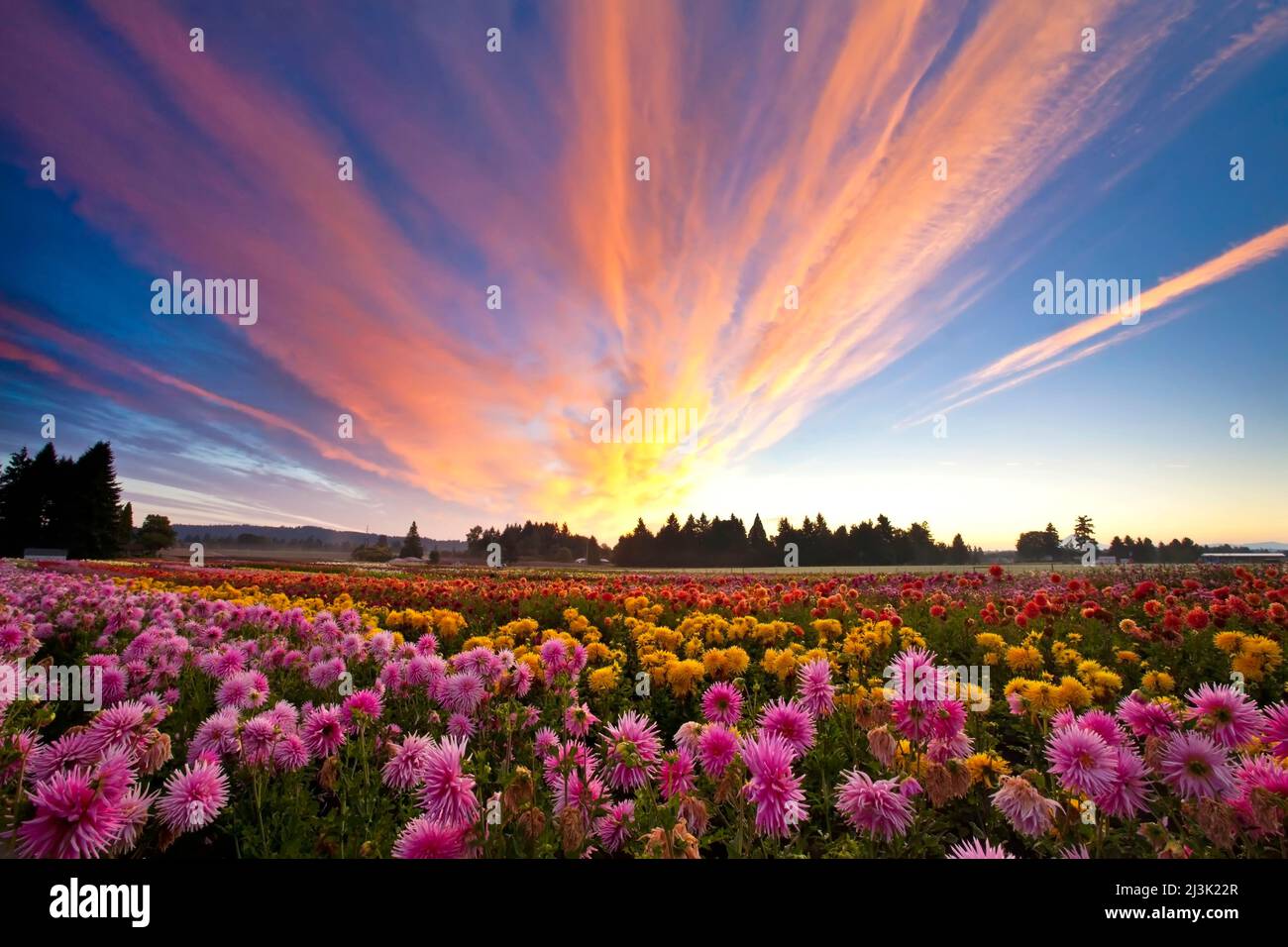 Sunrise over flower fields hi-res stock photography and images - Alamy