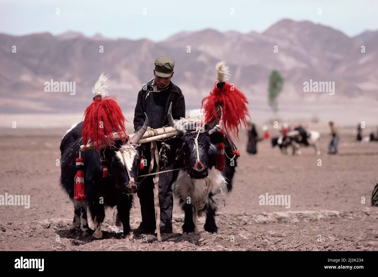 Male yaks hi-res stock photography and images - Alamy