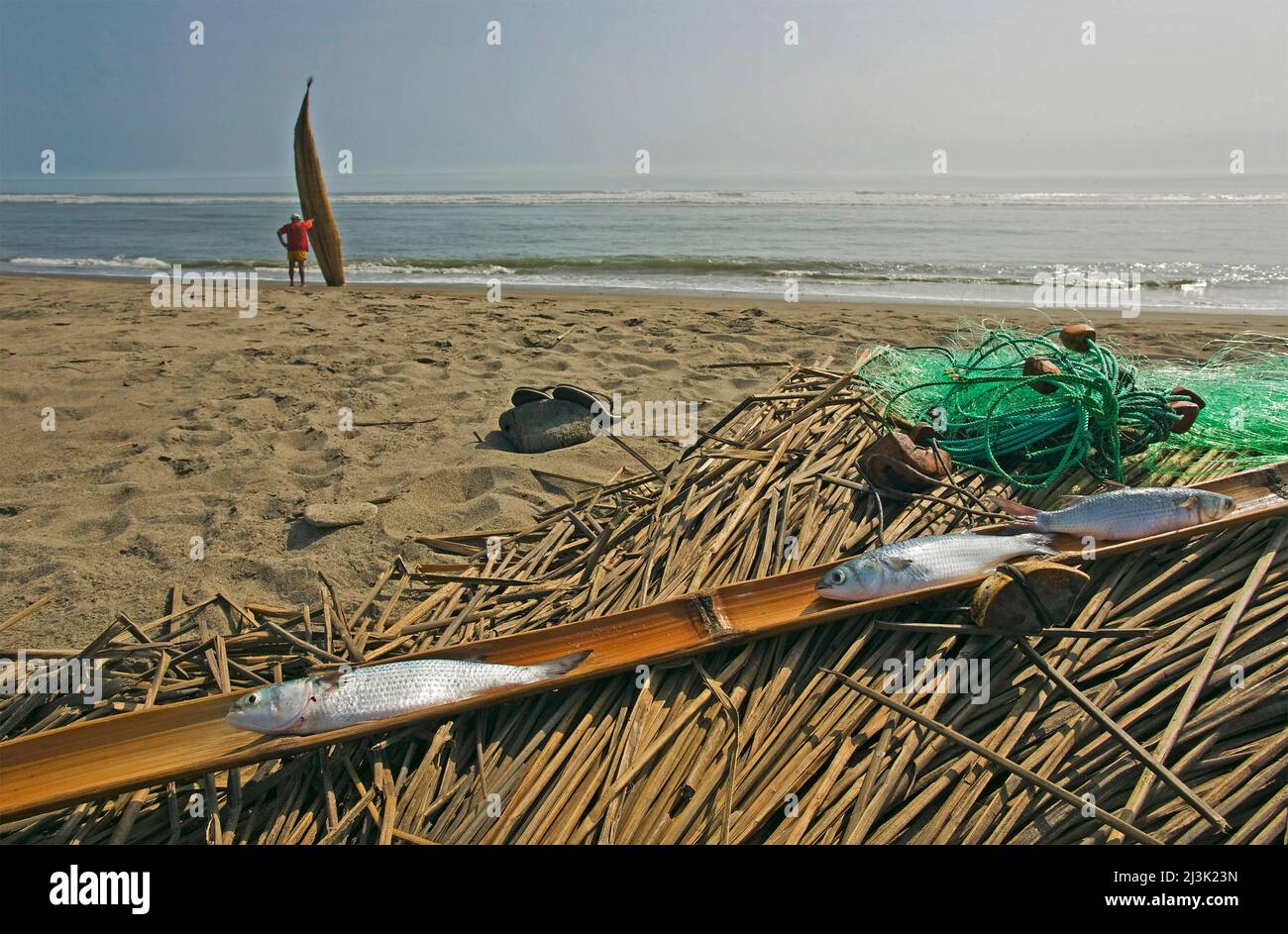 Fish caught using the totora, a reed boat seen in the background, at ...