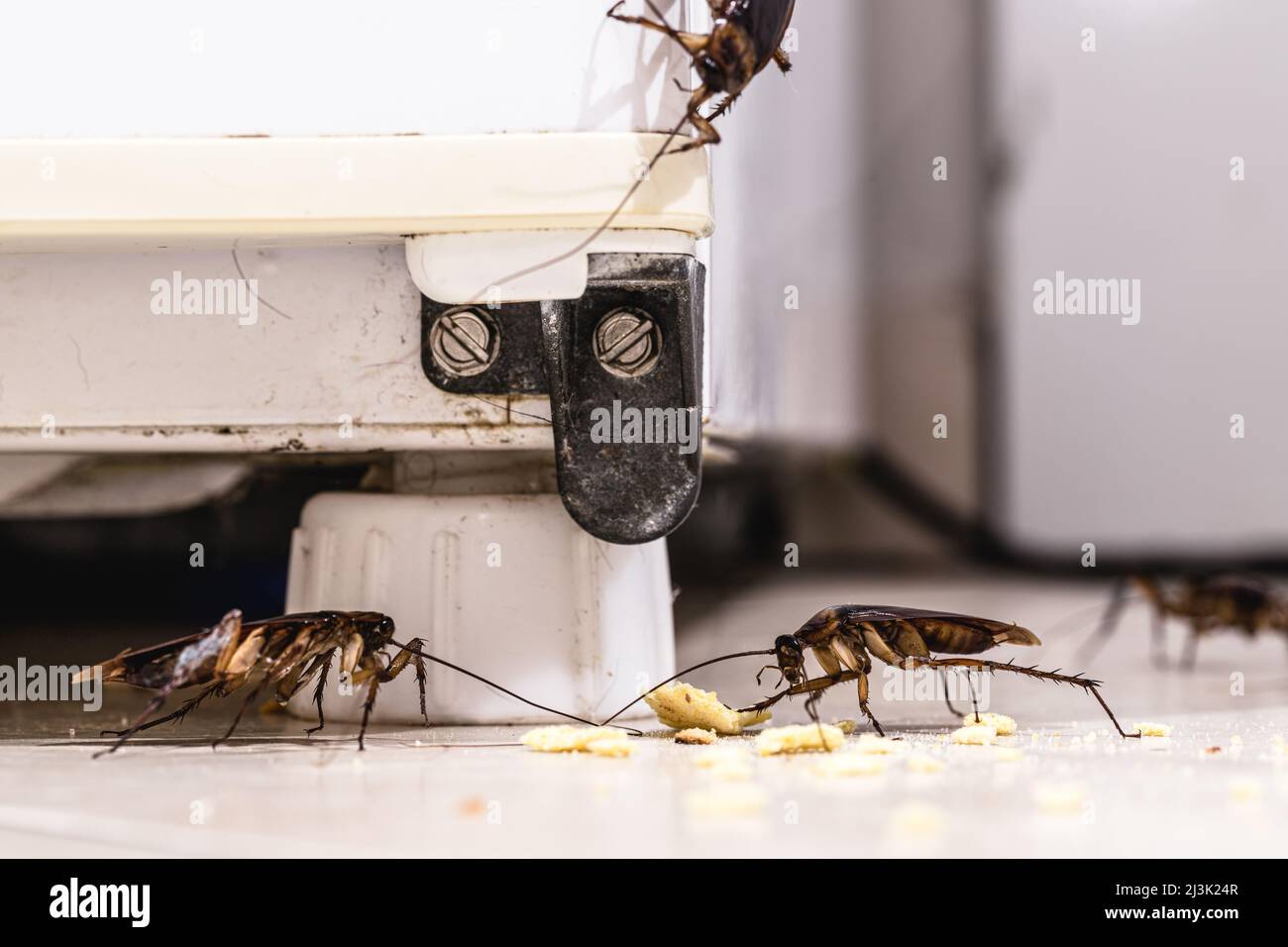 cockroach infestation inside a kitchen, dirt attracting insects indoors ...
