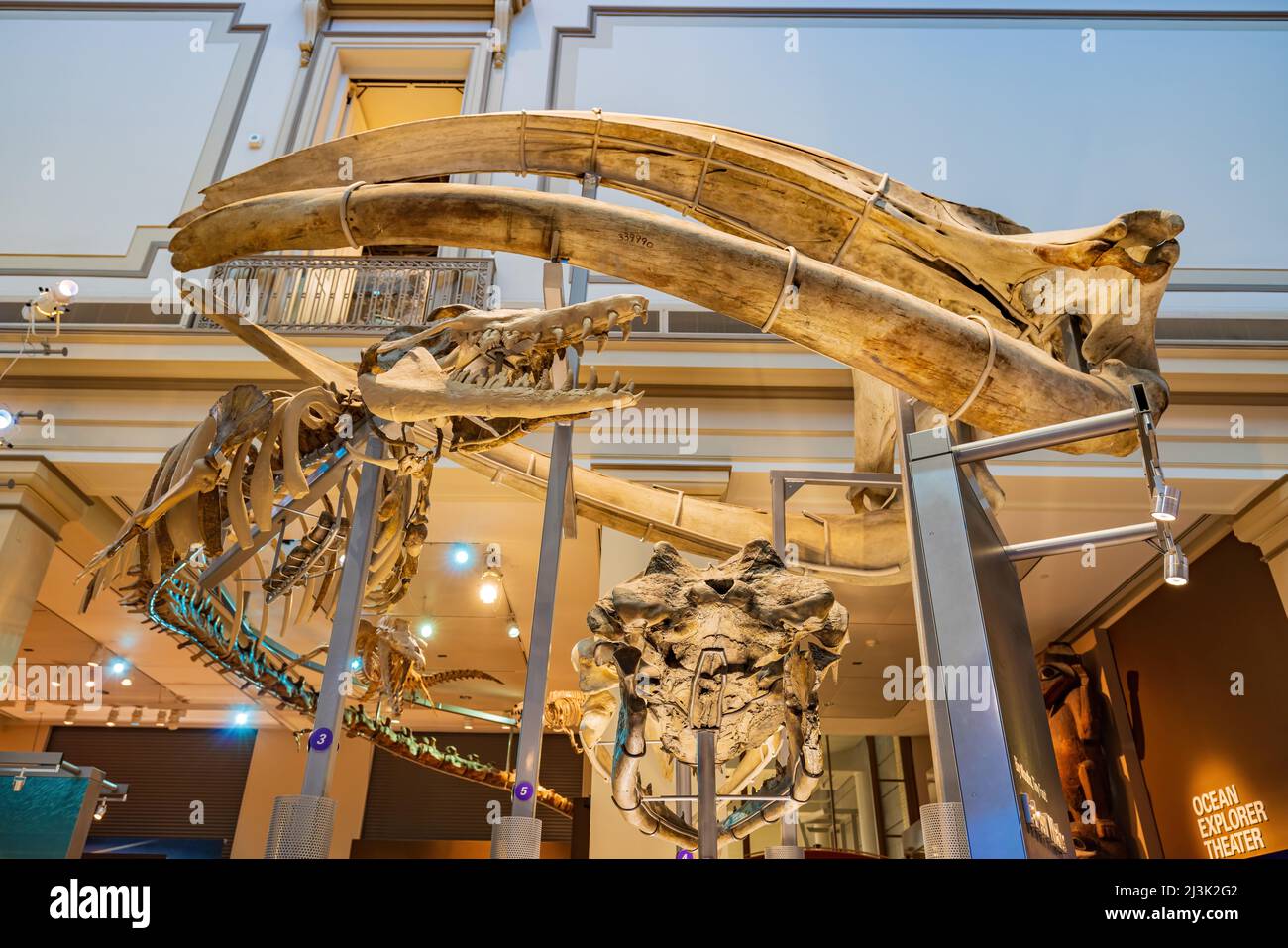Washington DC, MAR 31 2022 - Interior view of the Smithsonian National ...